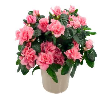 Potted Azalea