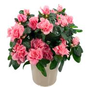 Potted Azalea